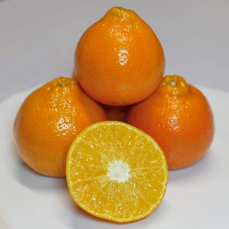 Sugar Belle Citrus Fruit