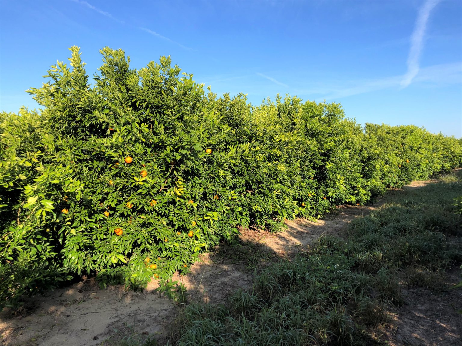 Sugar Belle Citrus Fruit